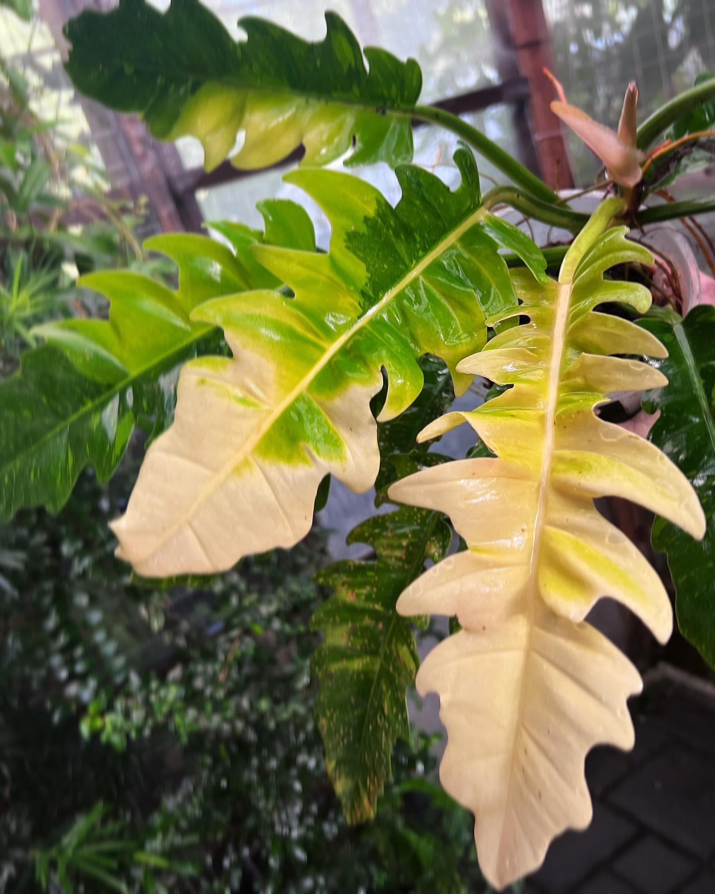 Philodendron Ring of Fire | PLNT